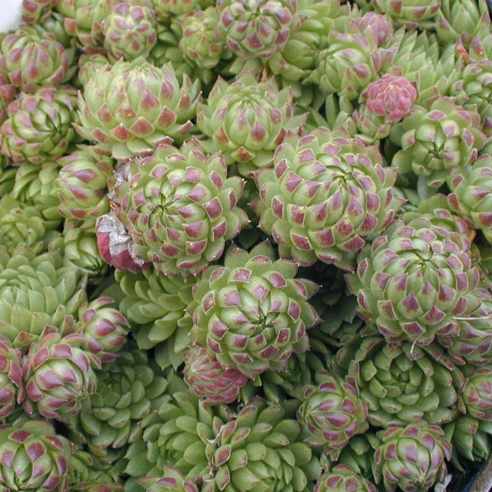 Jovibarba Plug Plants. 'Allionii'. House Leek. Alpine. Succulent ...
