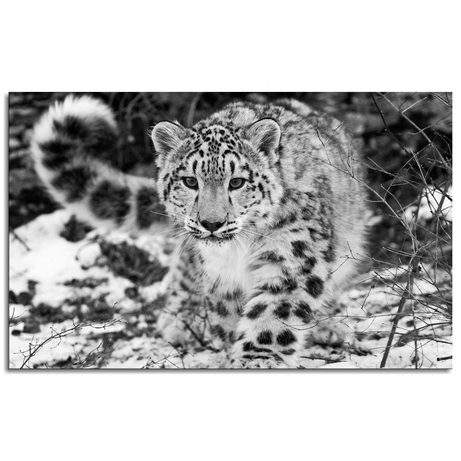 Snow Leopard Print
