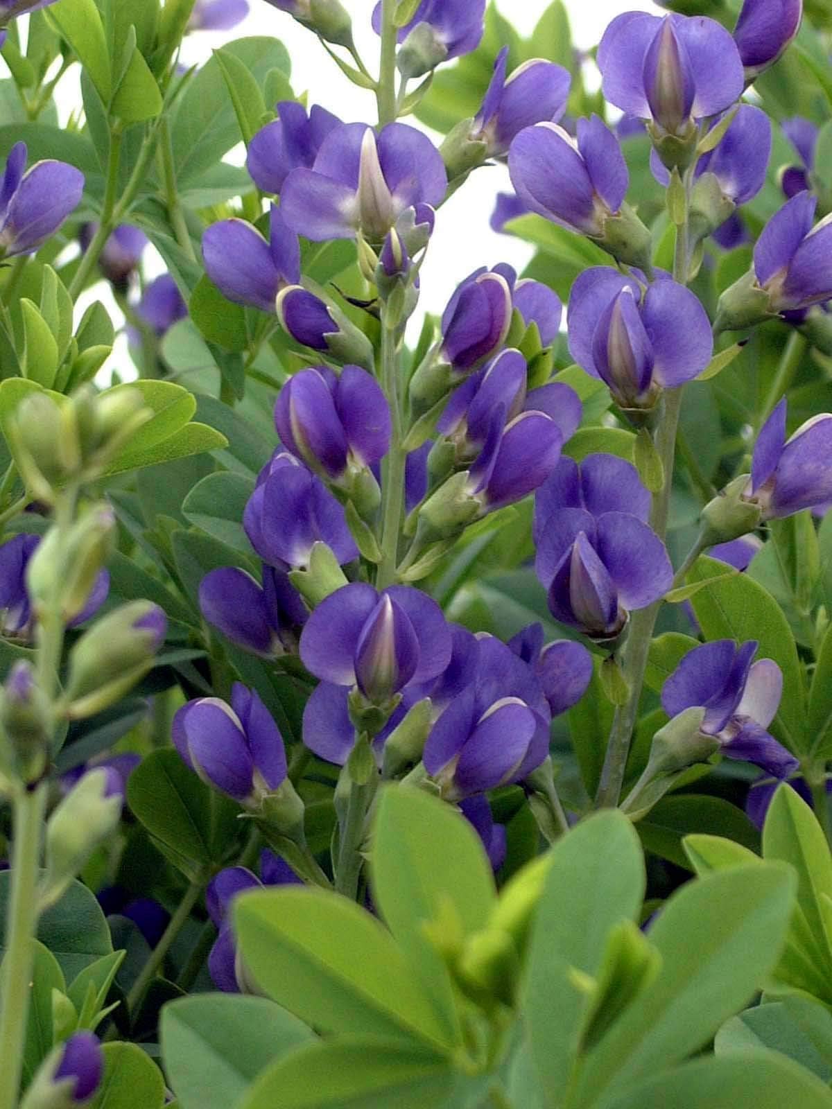 Amazon.com : Large Yellow Wild Indigo Seeds for Planting (50 Seeds ...