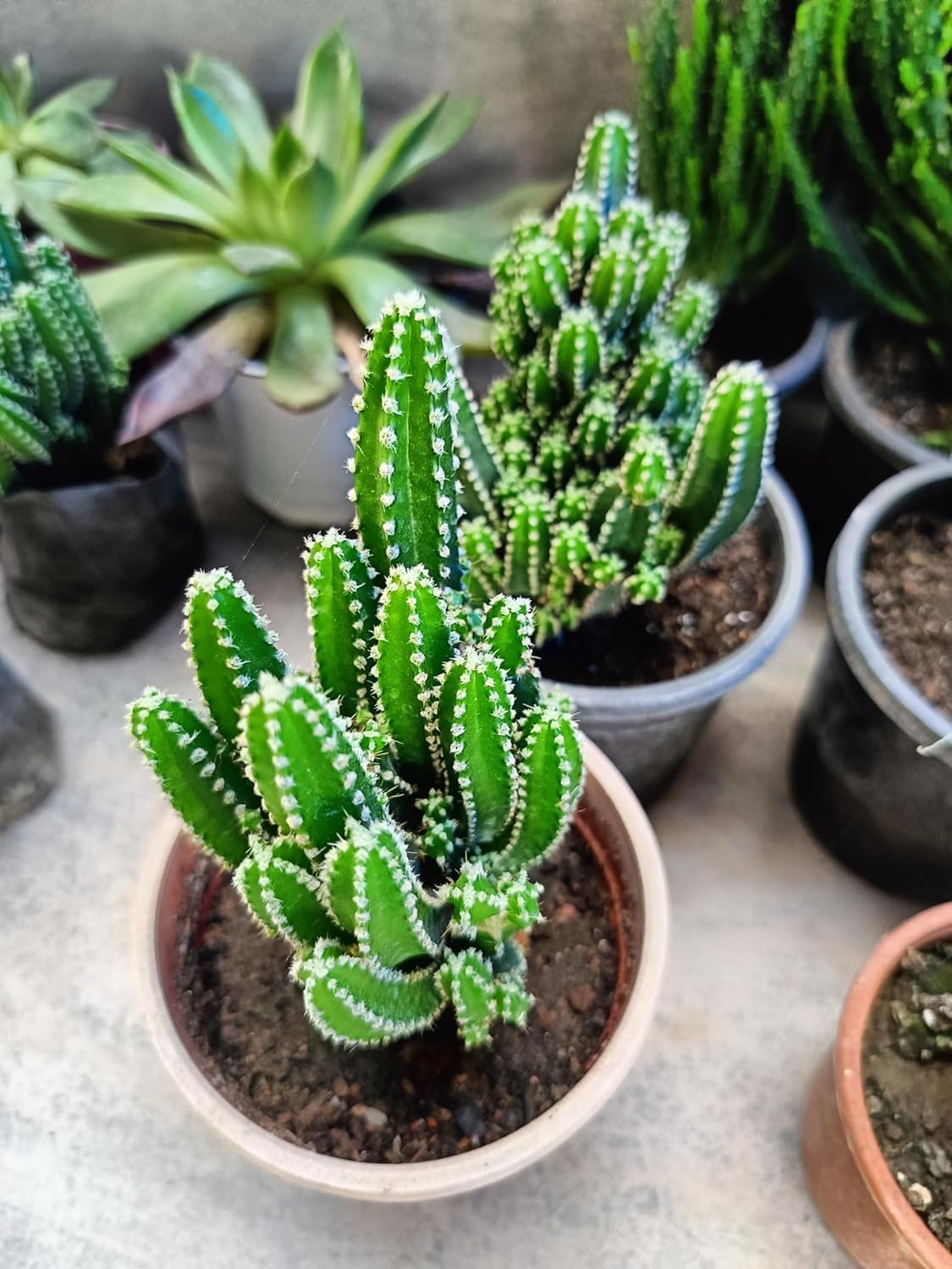 Three Sided Cactus Plant Reaching For The Heavens Are Our Cathedral