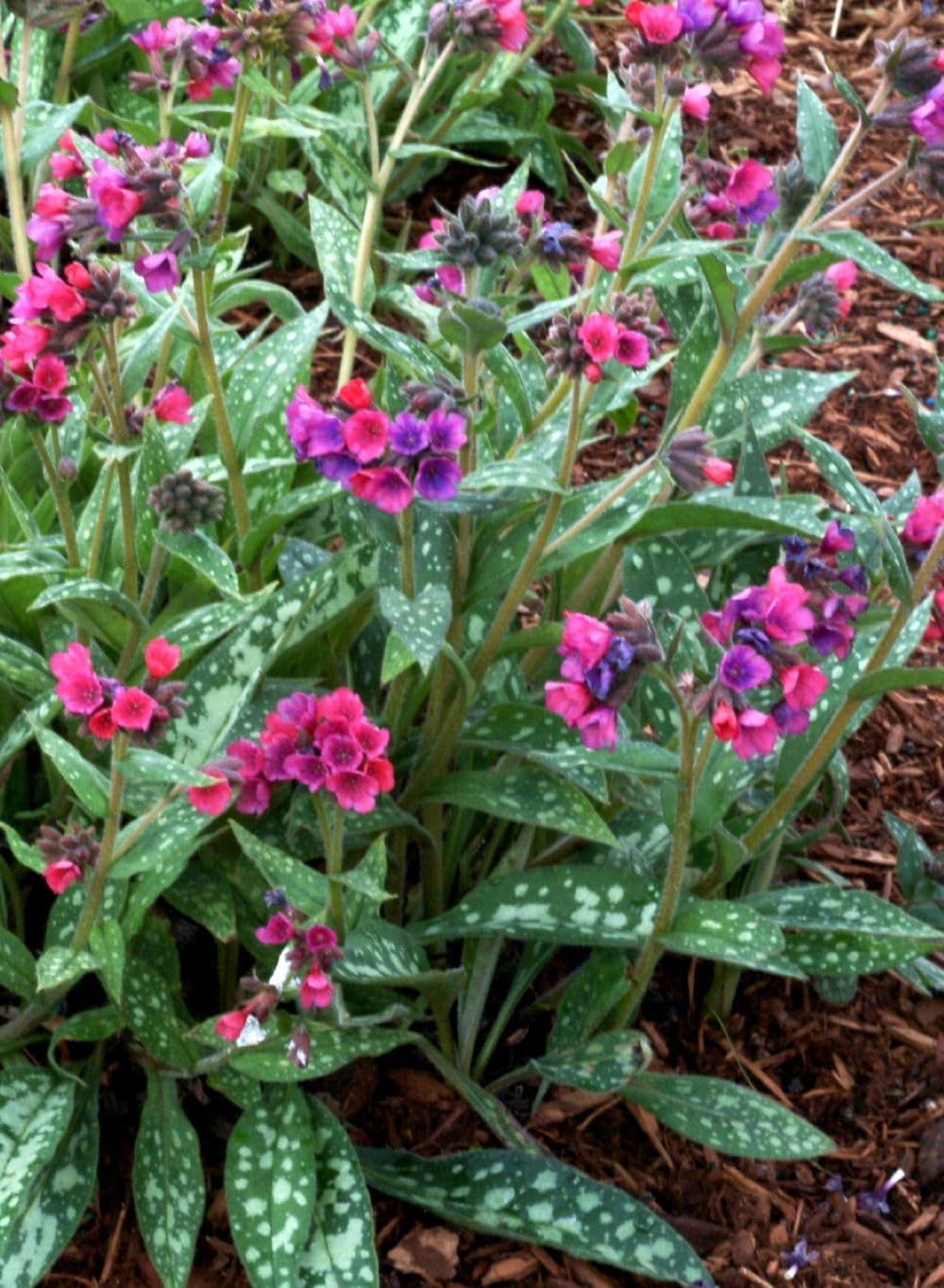 Amazon.com : Raspberry Splash Lungwort Perennial - Pulmonaria - 3" Pot ...