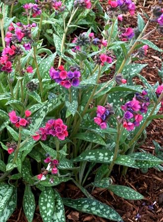 Amazon.com : Raspberry Splash Lungwort Perennial - Pulmonaria - 3" Pot ...