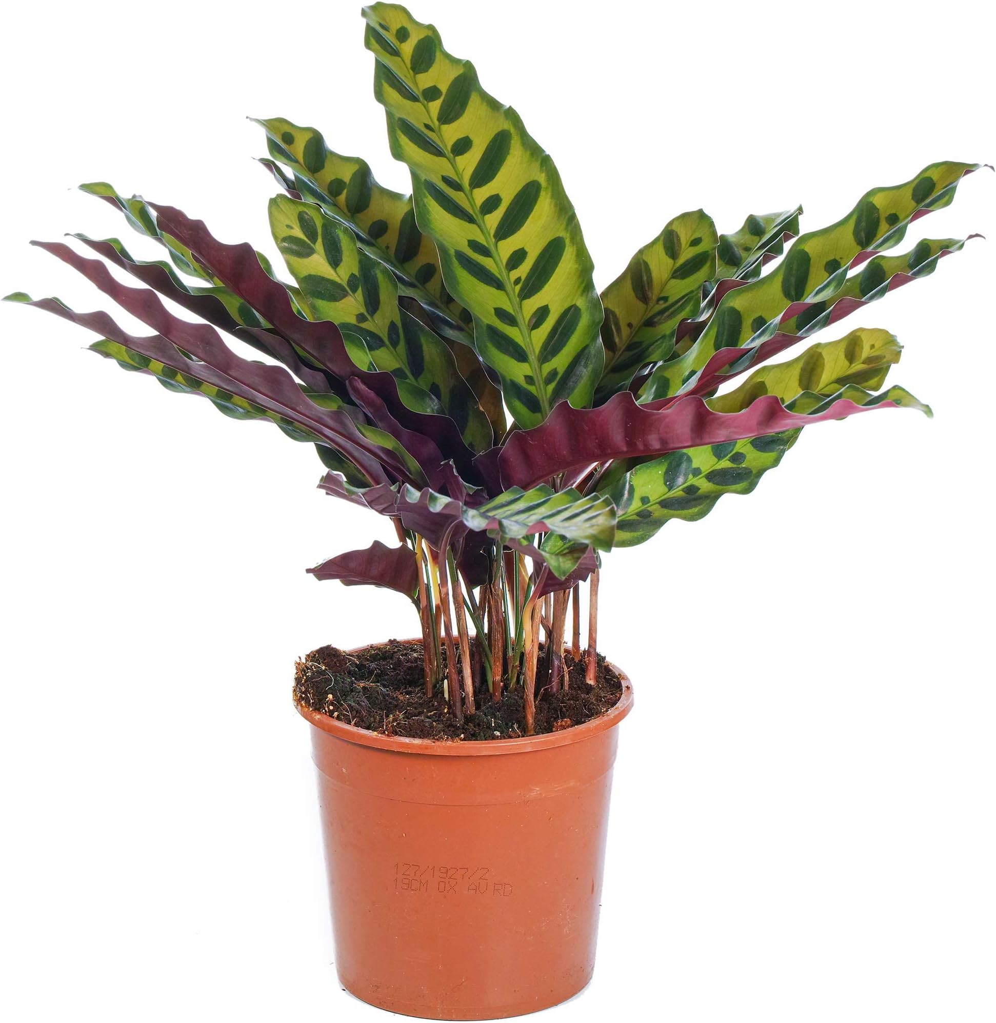 Calathea rufibarba Elgergrass in 12cm Pot - 40-50cm in Height inc Pot ...