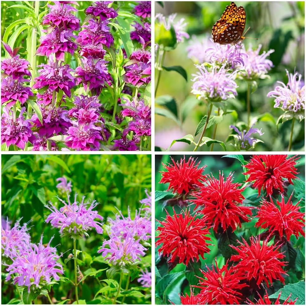Amazon.com : 1000+ Seed Bee Balm Seeds for Planting Outdoor-Heirloom ...