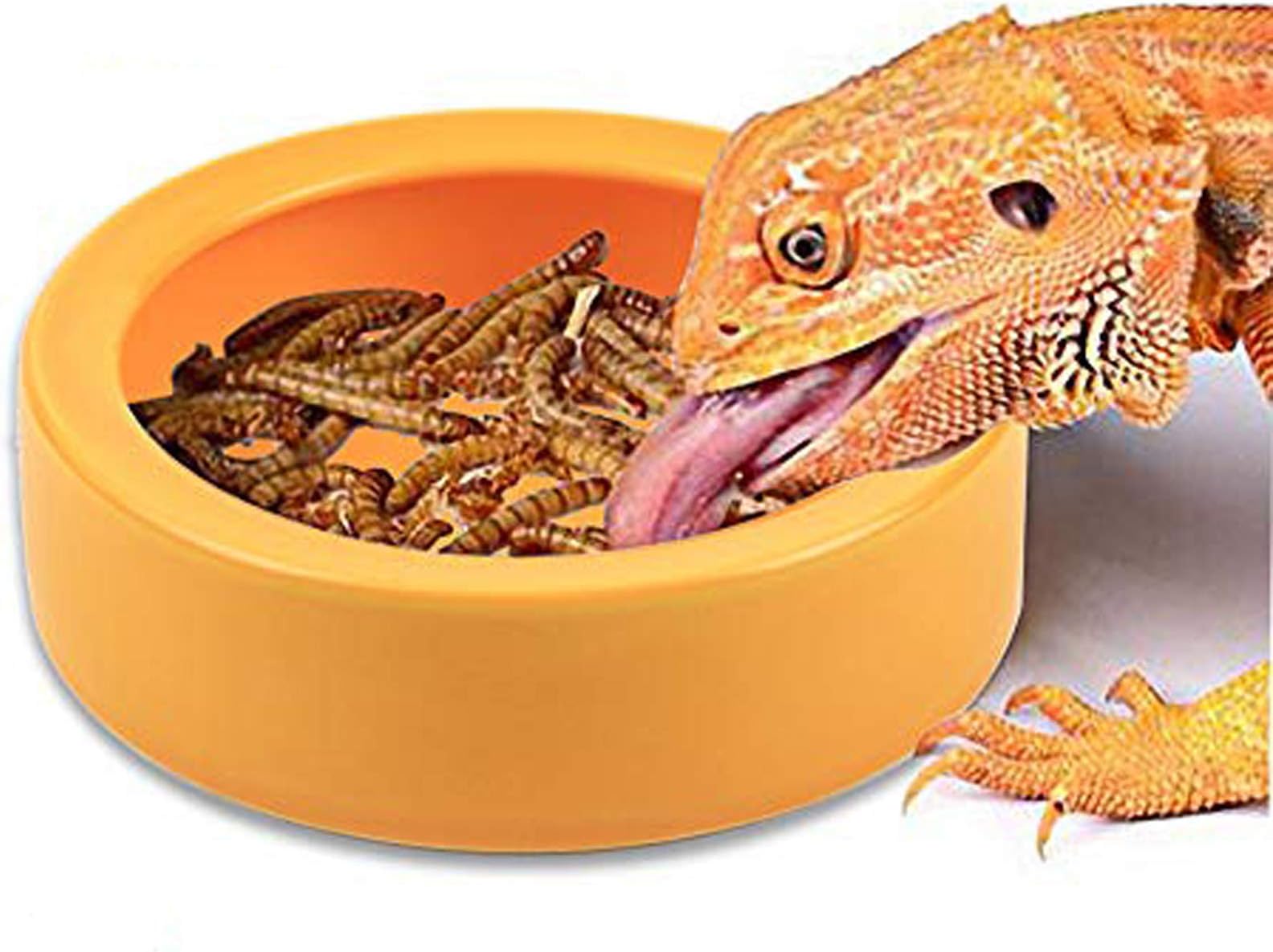 Amazon.com : TDPET Ceramic Mini Reptile Worm Dish - Lizard Escape Proof ...
