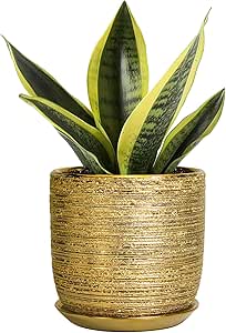 Amazon.com : SUNPOTFOR Succulent Pot 5 Inch - Ceramic Plant Pot for ...