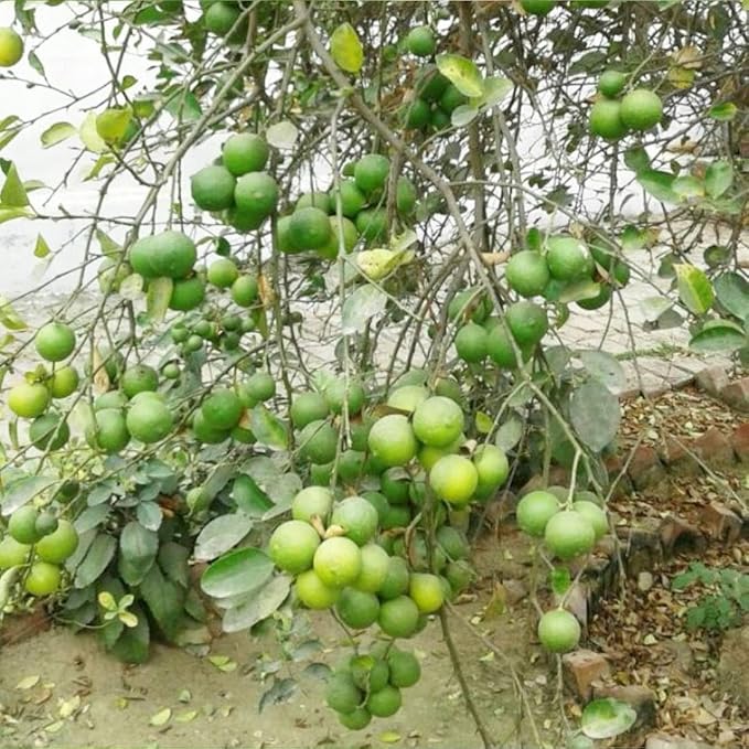 Bahan Traders Seedless Lemon All Season Bearing Live Air Layered Plant ...