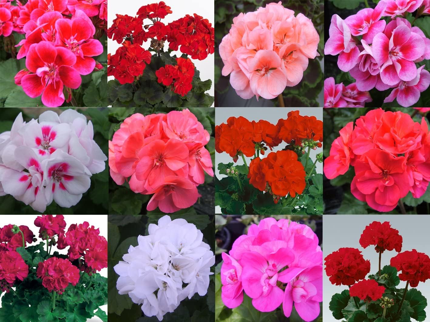 10 Geranium Zonal Plug Plants Mixed Collection - Plugplants4u : Amazon ...