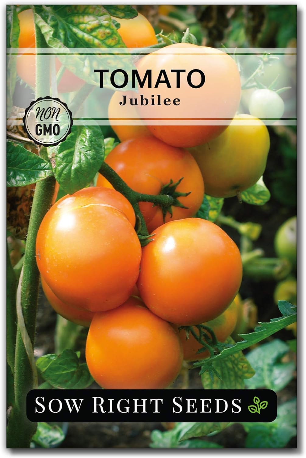 Amazon.com : Sow Right Seeds - Jubilee Tomato Seeds for Planting - Non ...