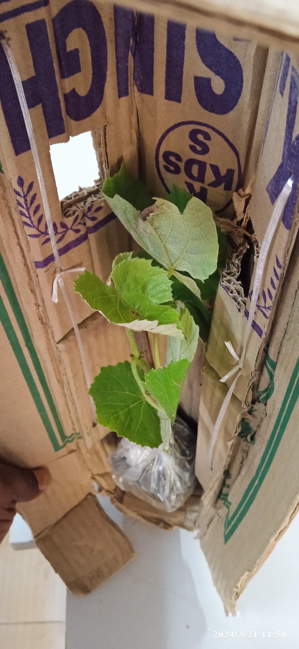 GreenWorld Special Sweet long finger Black Grape Plant/Black Beauty ...