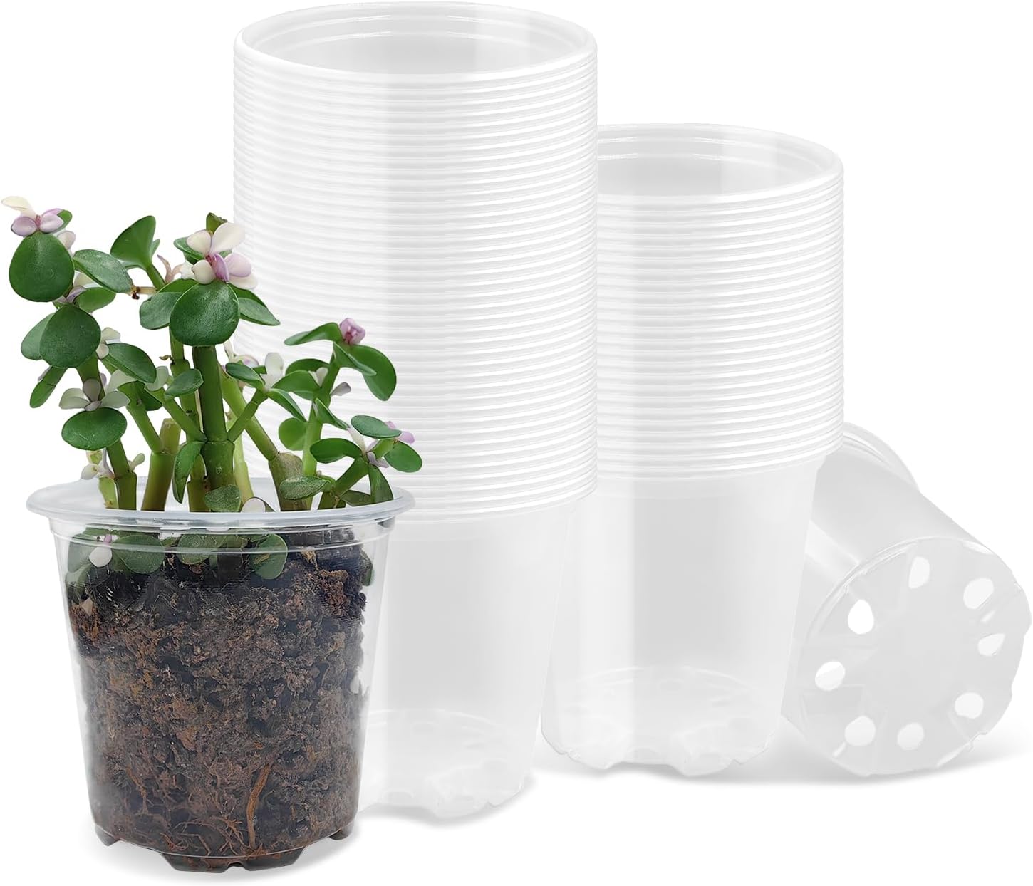 RooTrimmer Lot de 100 pots de semis ronds transparents de 8,9 cm pour ...