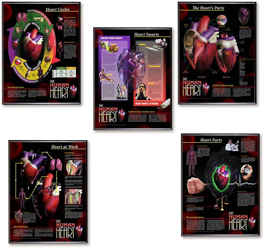 Amazon.com: The Human Heart Poster Series Framed (18' x 24 ...