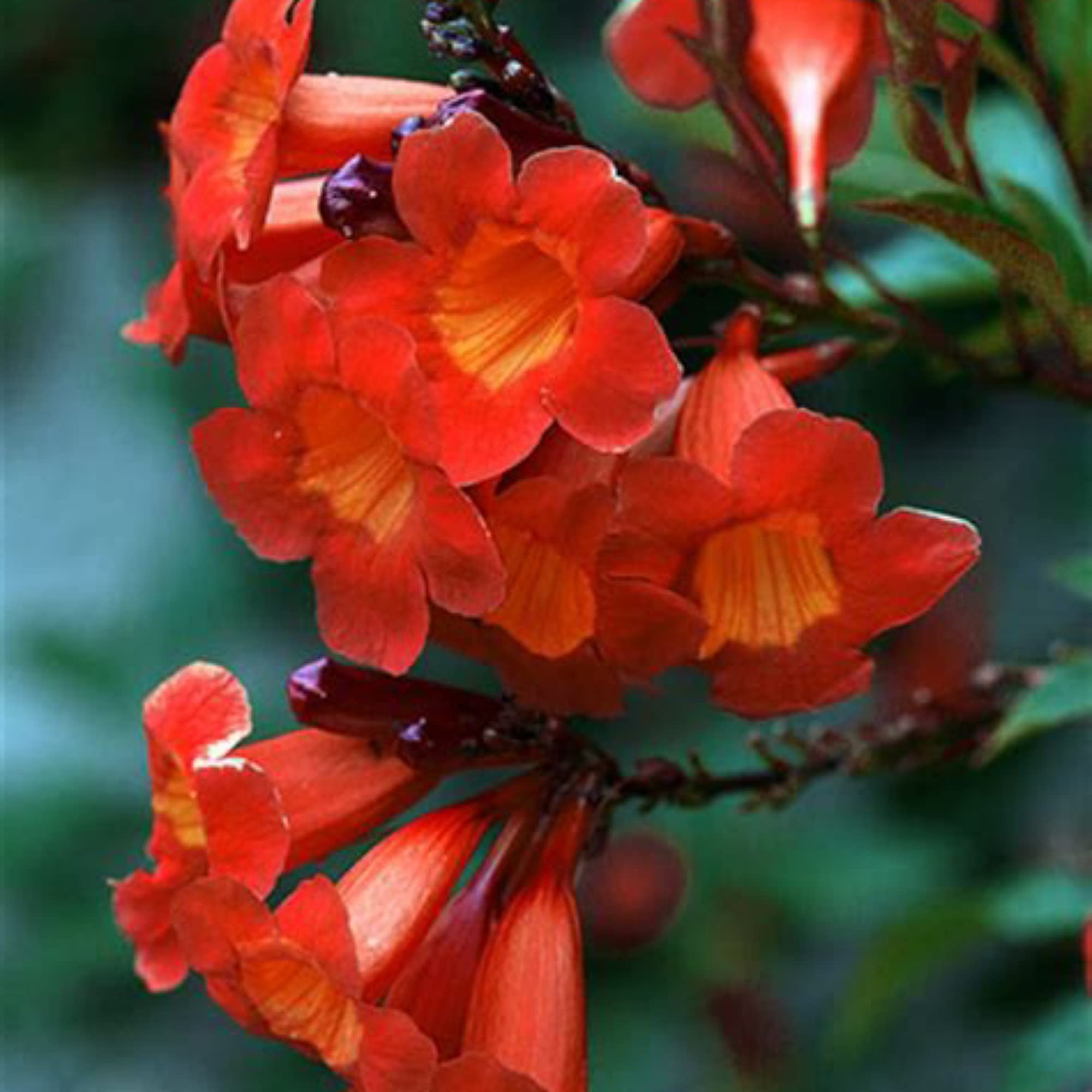 Gurveplantationi® Tecoma Red Color Flower Plant Live with Black Plastic ...