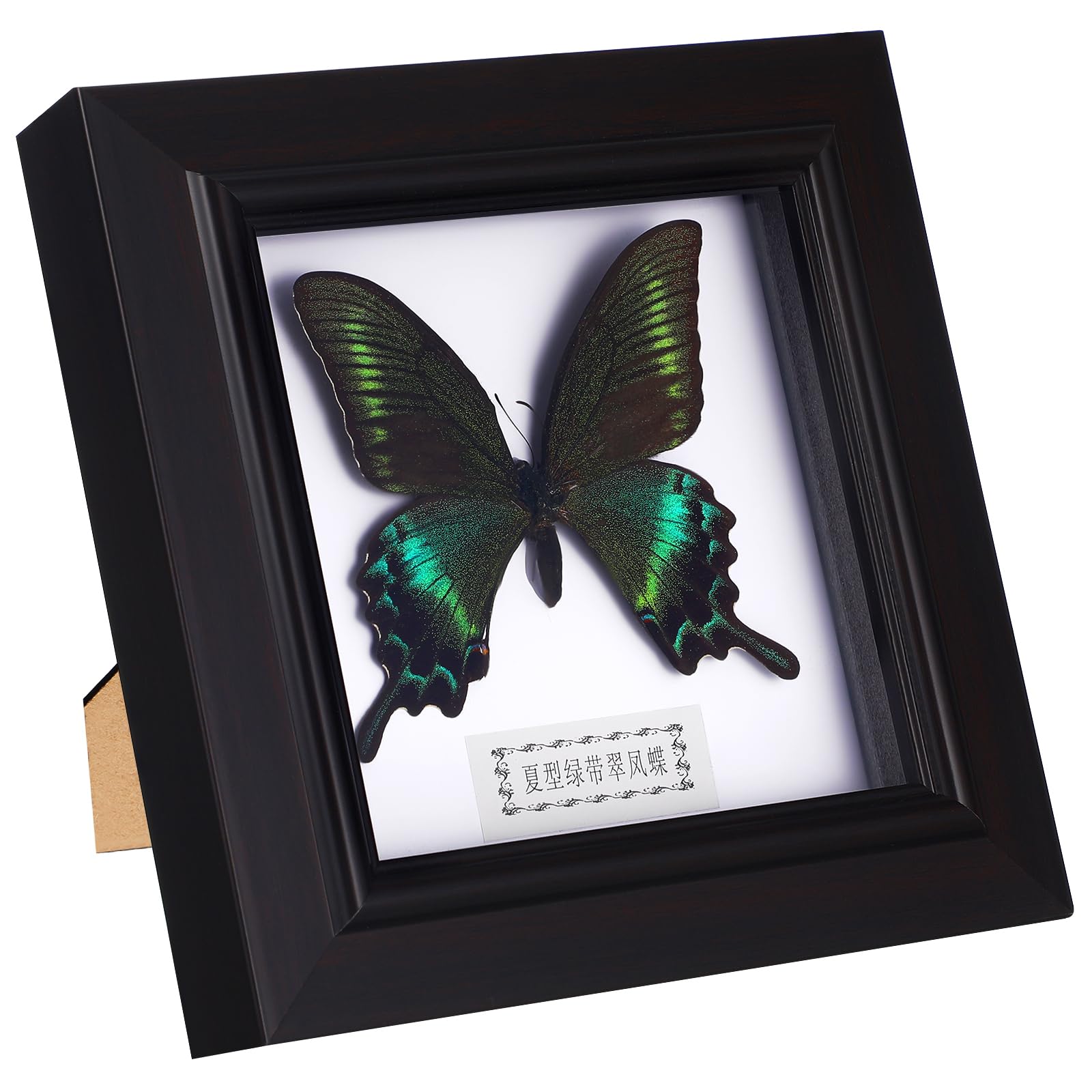 Butterfly Box Frame Morpho Sulkowskyi. Authentic Butterfly Shadow Box