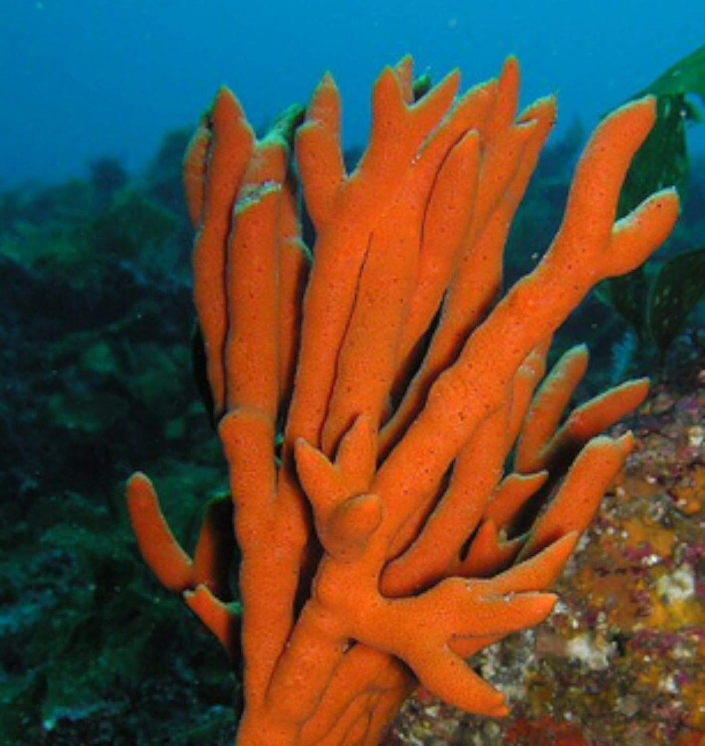 Amazon.com : Rare Orange Tree Sponge Live Sea Sponge Frag Macro Algae ...