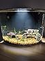 Amazon.com: Tetra Crescent aquarium Kit 5 Gallons, Curved-Front Tank ...