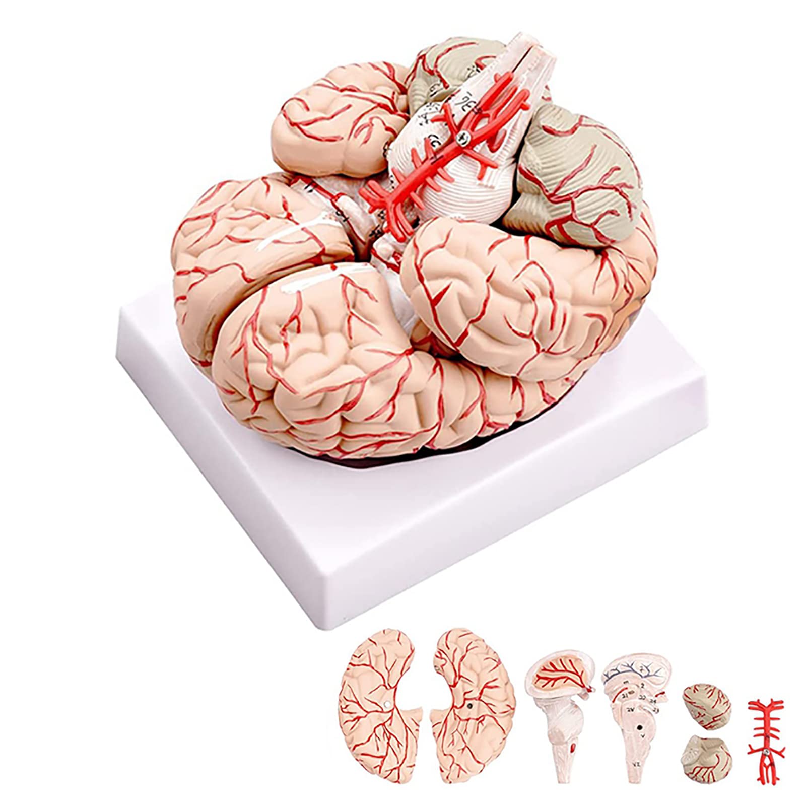 Buy iksvmsis Human Brain Model, Brain Model Anatomy Medical Students, 9 ...