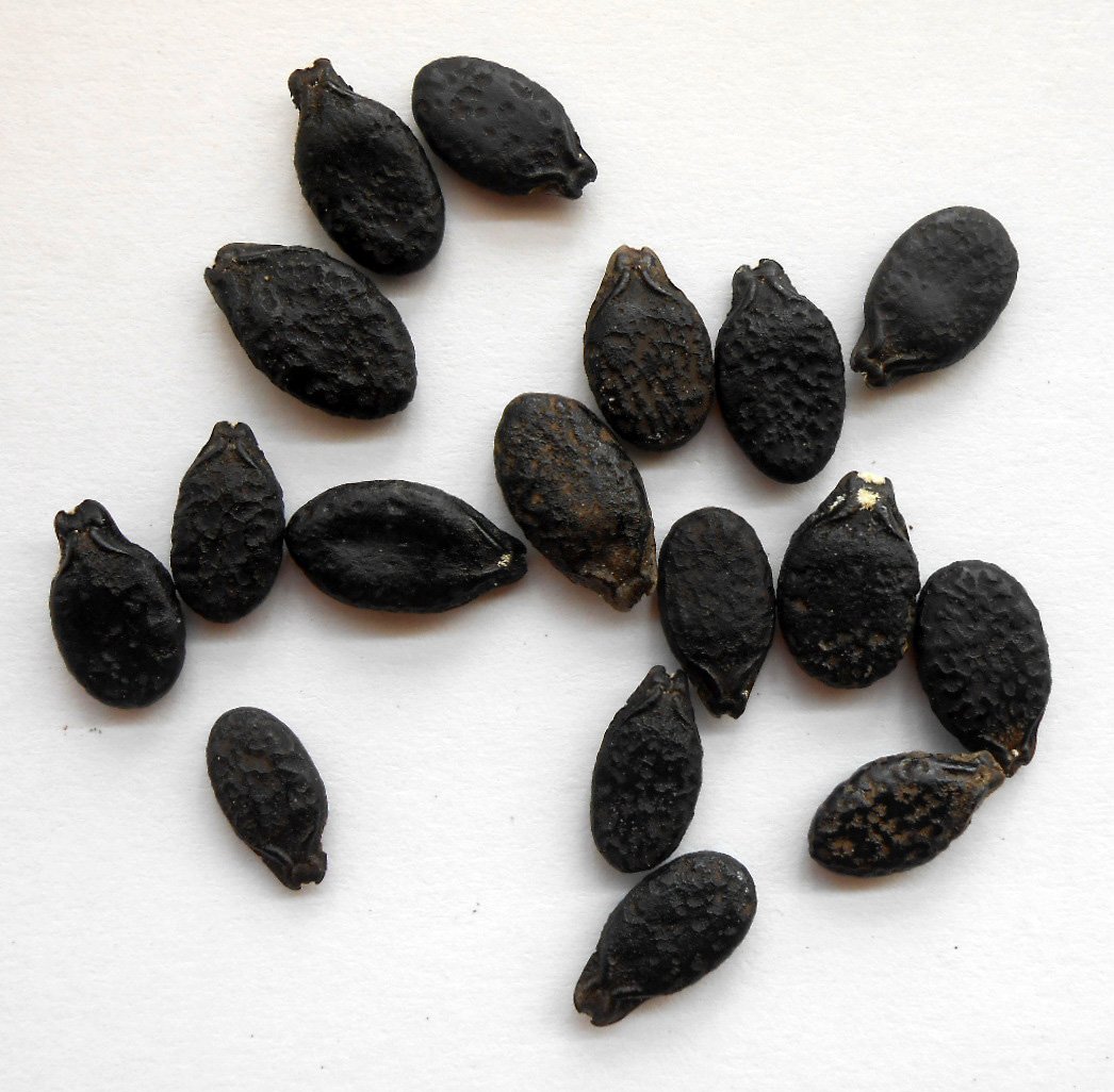Ridge Gourd Seeds