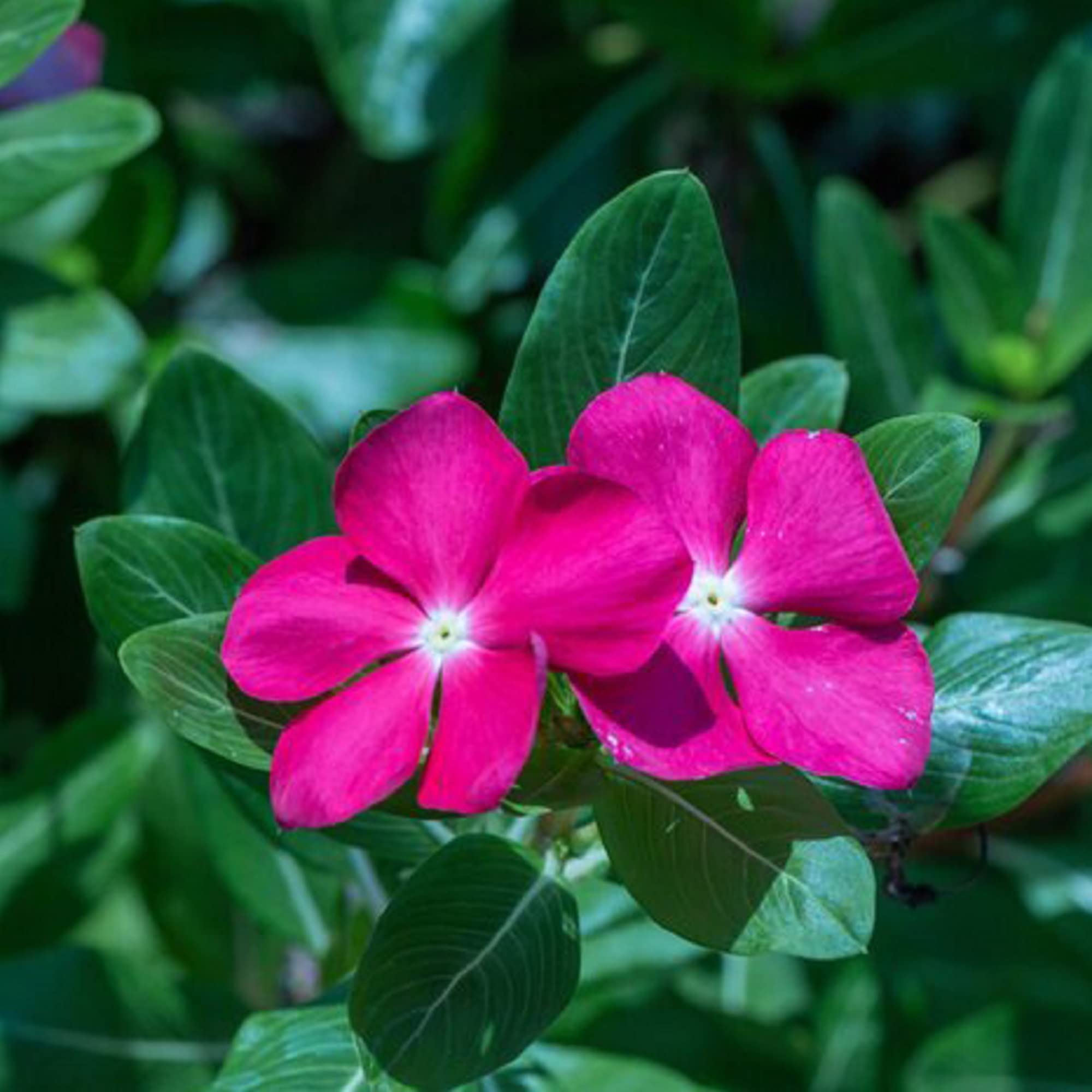 Pink Vinca Flower