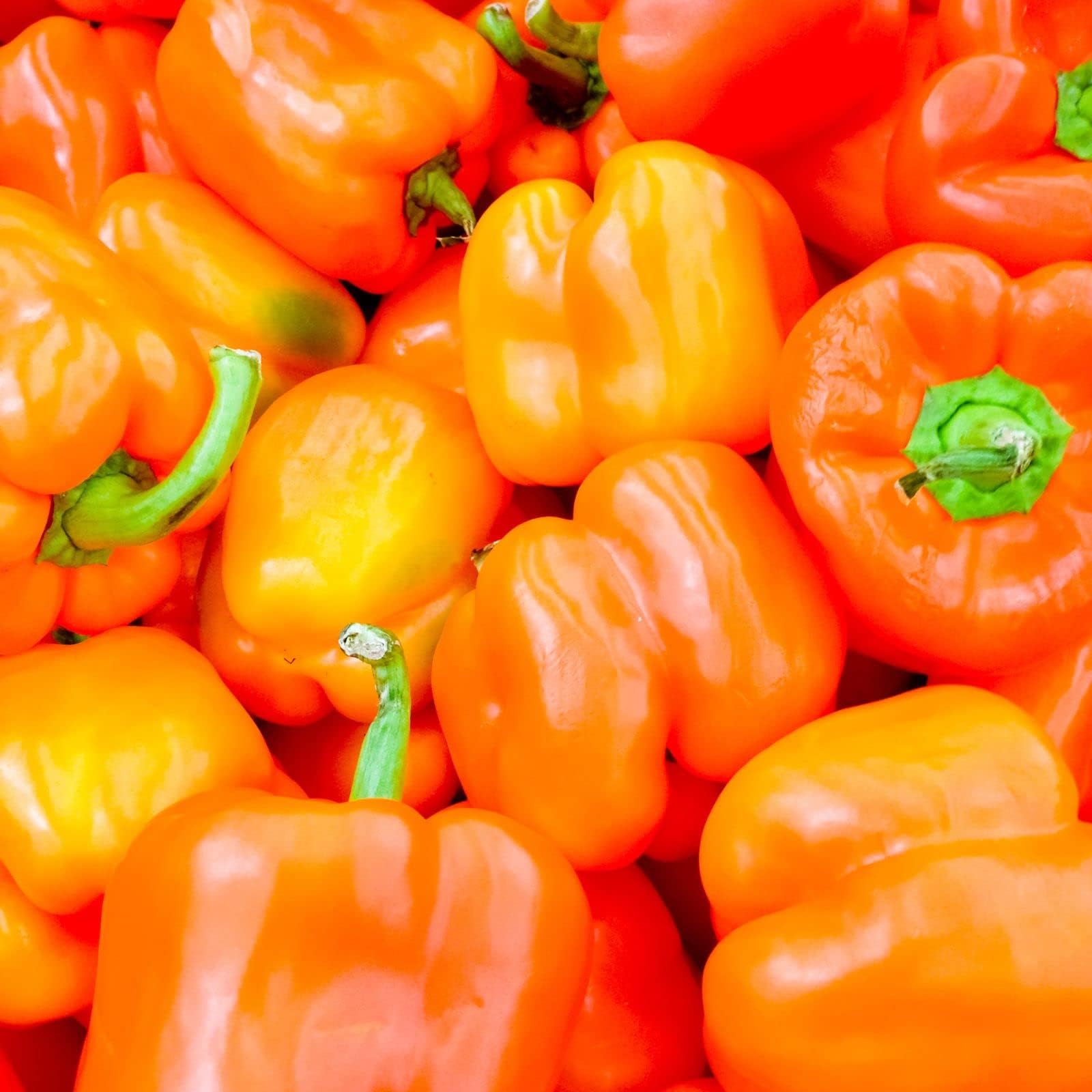 Amazon.com : Clovers Garden Orange Bell Pepper – Two (2) Live Plants ...