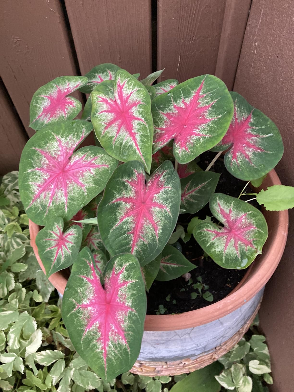 Amazon.com : 6 Pinky Promise Caladium Bulbs for Planting - Perennial ...