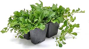 Amazon.com : Mazus reptans Purple, Creeping Mazus, Ground Cover ...