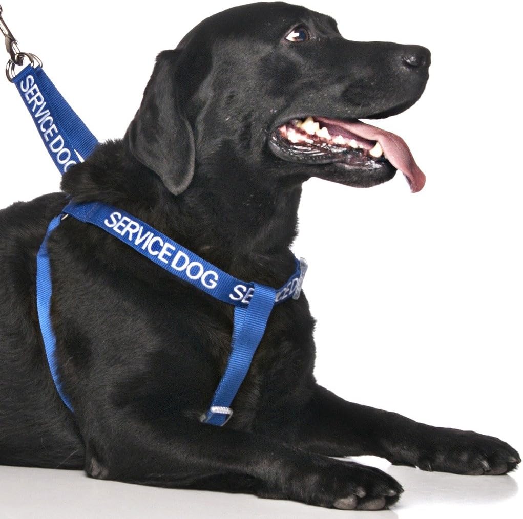 Dexil SERVICE DOG (Do Not Disturb/Dog Is Working) Blue Colour Coded Non ...