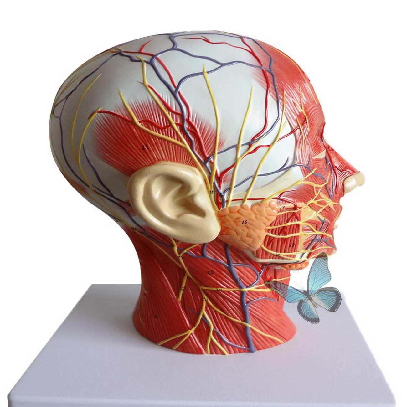 Head Median Sagittal Section Model Head And Neck Vascular Nerve ...