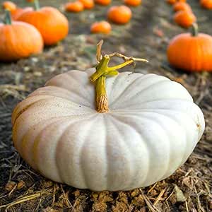 Amazon.com : TomorrowSeeds - Flat White Boer Pumpkin Seeds - 30+ Count ...