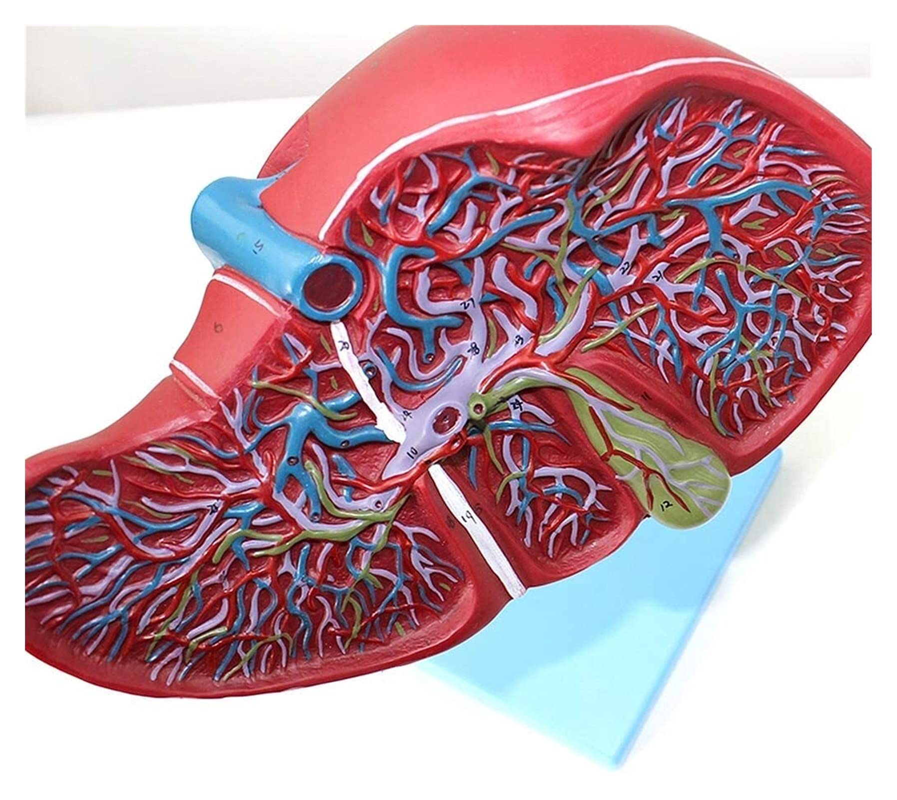 Buy JHGF Body Model Anatomical Liver Model Human Liver Anatomy Model Hepatobiliary Cystic Duct ...