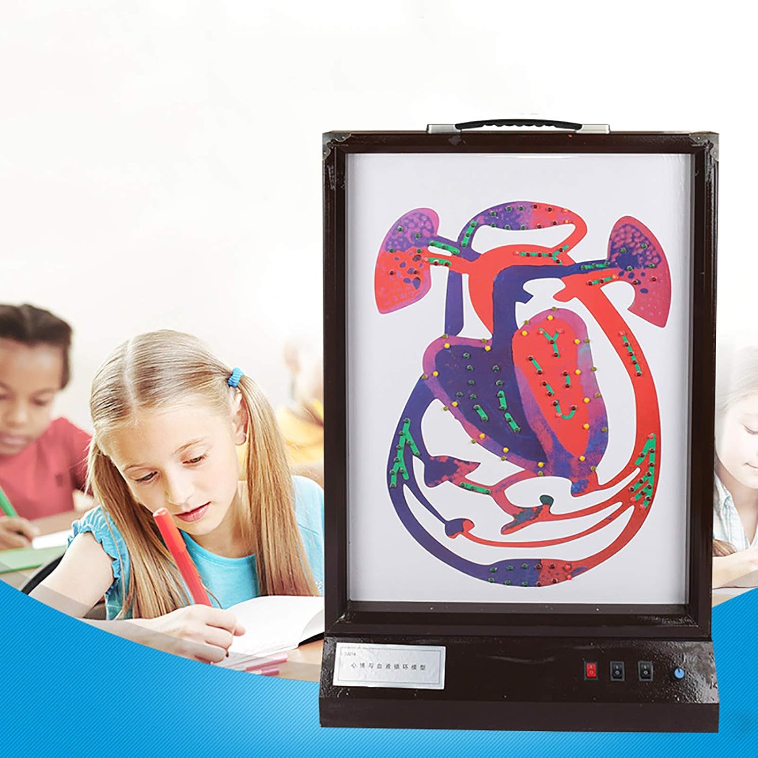 Amazon.com: Teaching Model,Electric Heart Beat and Blood Circulation ...