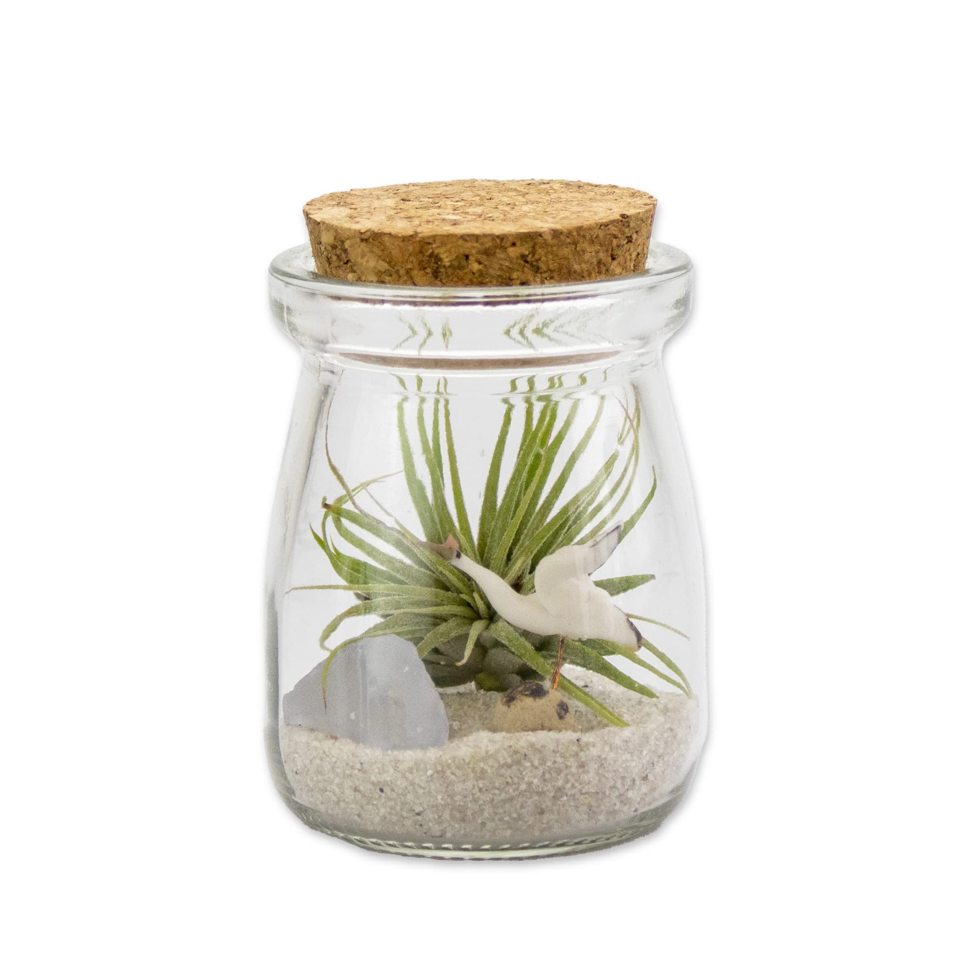 Amazon.com: 3 Inch Mini Glass Jar DIY Terrarium Kit with Live ...