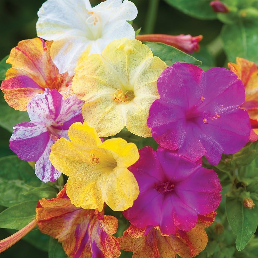 Amazon.com : Burpee Royal Carpet Alyssum Seeds 2500 seeds : Patio, Lawn ...