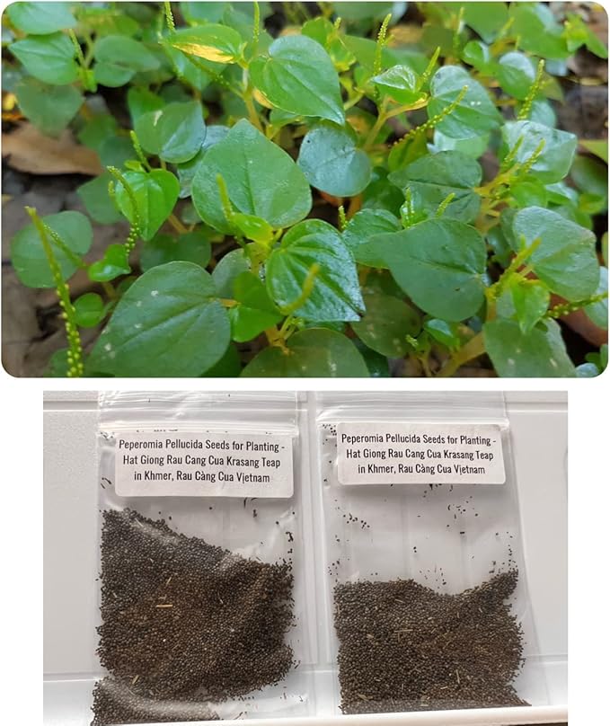 Amazon.com : 2 Bags of 2000++ Seeds Hạt giống rau càng cua hat giong ...