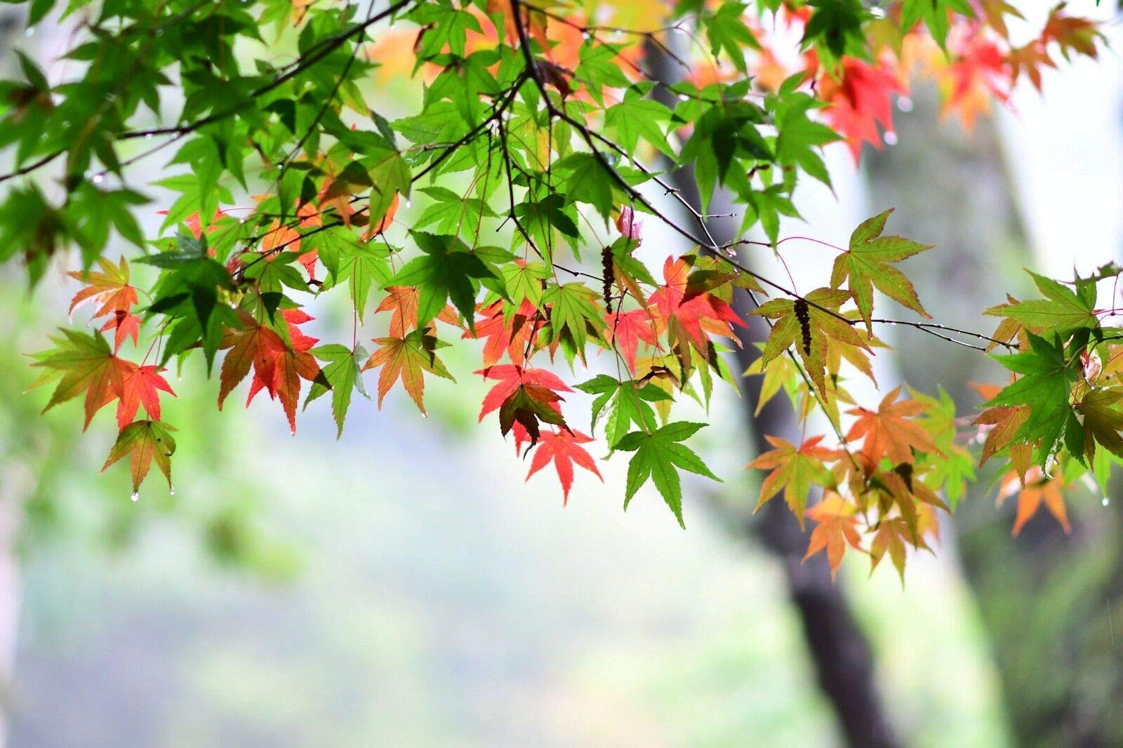 Green Maple Tree Wallpaper