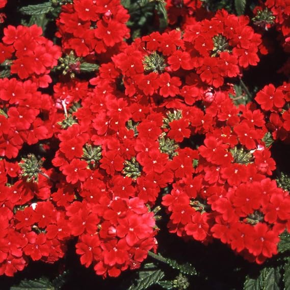 Amazon.com : Outsidepride Scarlet Verbena Seeds for Planting - 1000 Pcs ...