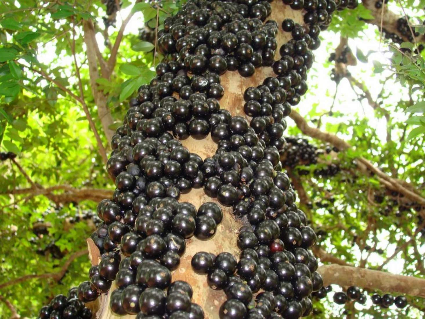 Jabuticaba Blomster