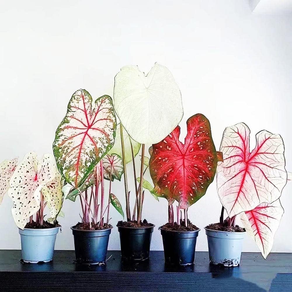 Haloppe 100 Stück Monstera-Pflanzensamen für die Bepflanzung des ...