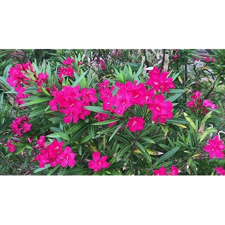 Plantazee Indian Farms Live Pink Kaner/Nerium Oleander Flower Plant ...