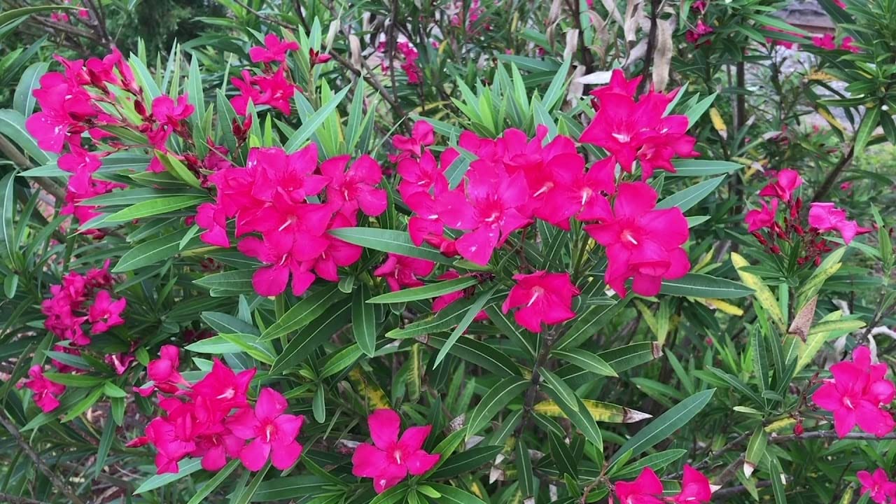 Plantazee Indian Farms Live Pink Kaner/Nerium Oleander Flower Plant ...