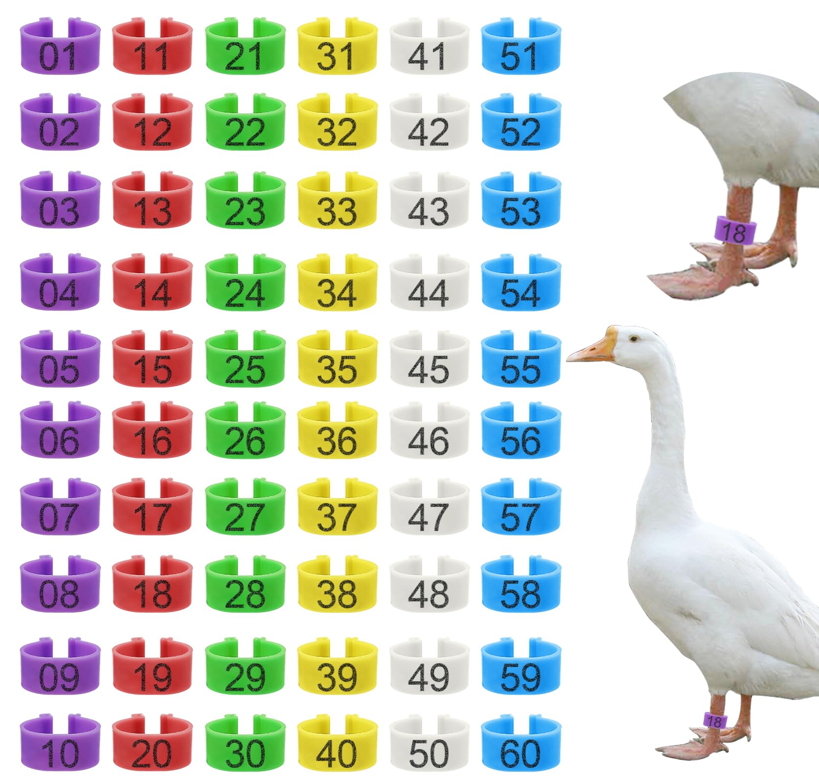 Amazon.com: EZEELAI 60 Pcs 25mm Extra Large Chicken Leg Bands, 6 Colors ...
