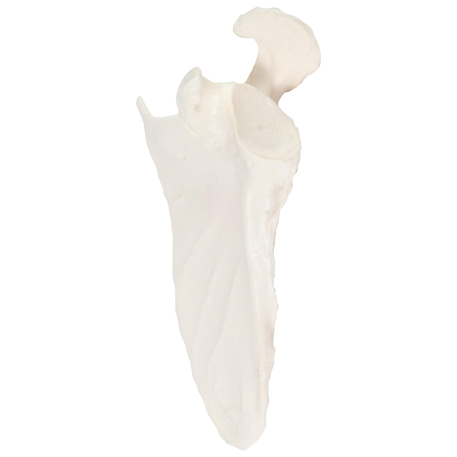 Buy Axis Scientific Shoulder Anatomy Model of Right Scapula Bone ...