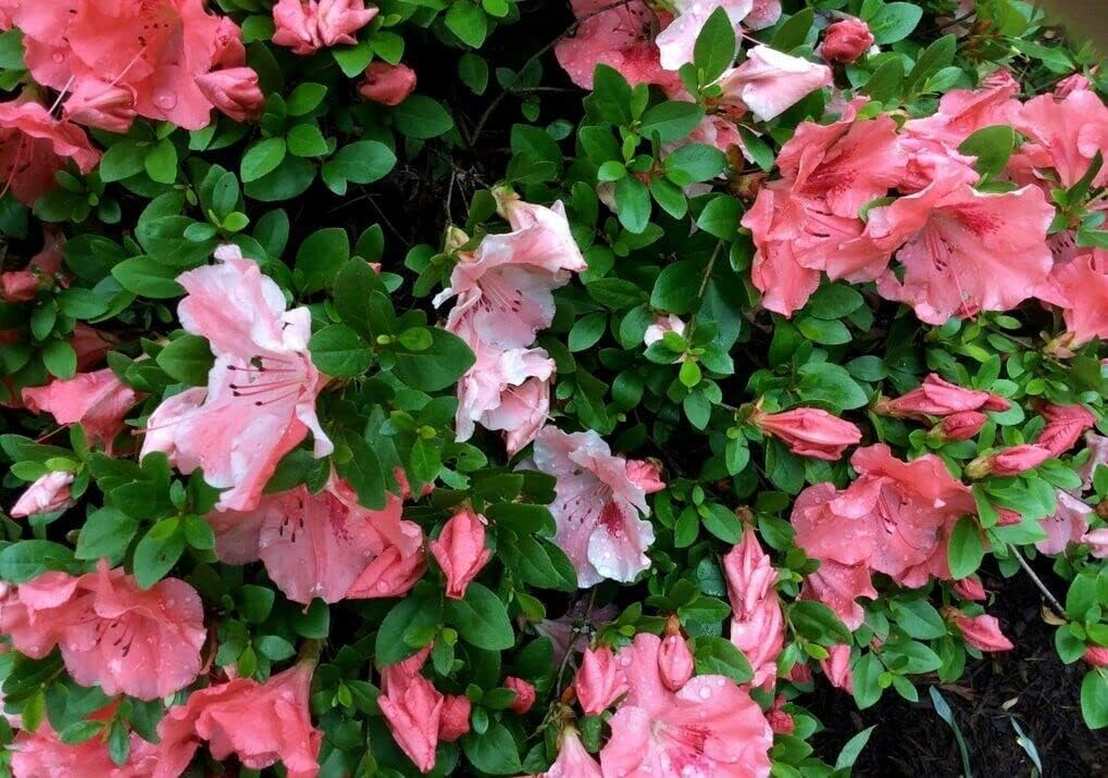 Amazon.com : ~~TAMA NO HADA~~Azalea Rhododendron Deciduous Starter 3 ...