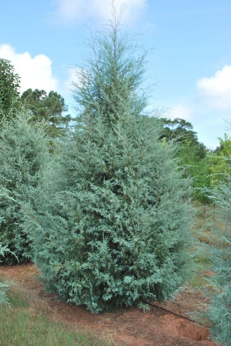 Amazon.com : Carolina Sapphire Blue Cypress - (2.5 QT) | Evergreen ...