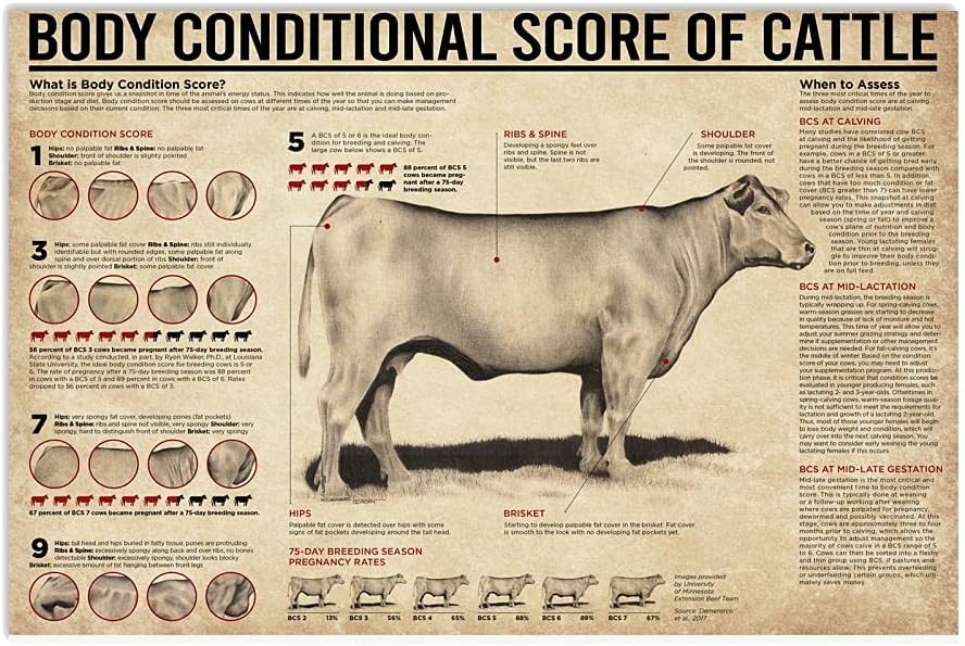 Amazon.com : Cattle Knowledge Retro Metal Tin Signs Body Conditional ...