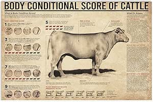 Amazon.com : Cattle Knowledge Retro Metal Tin Signs Body Conditional ...