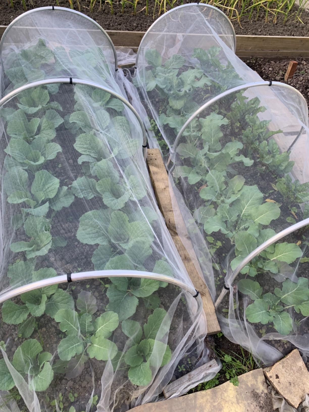 19mm Aluminium High Garden Hoops ideal for Allotment & Raised Beds ...