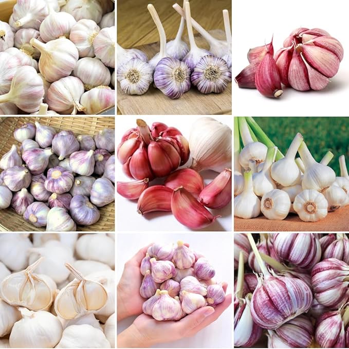 Amazon.com : 1 Lb Mix Garlic Bulbs for Planting, 8 Hardy Garlic Bulbs ...