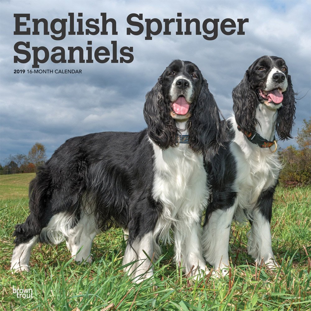 English Springer Spaniels 2019 12 x 12 Inch Square Wall Calendar ...
