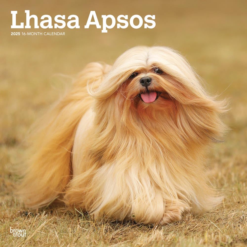 Lhasa Apsos | 2025 12 x 24 Inch Monthly Square Wall Calendar | Plastic ...